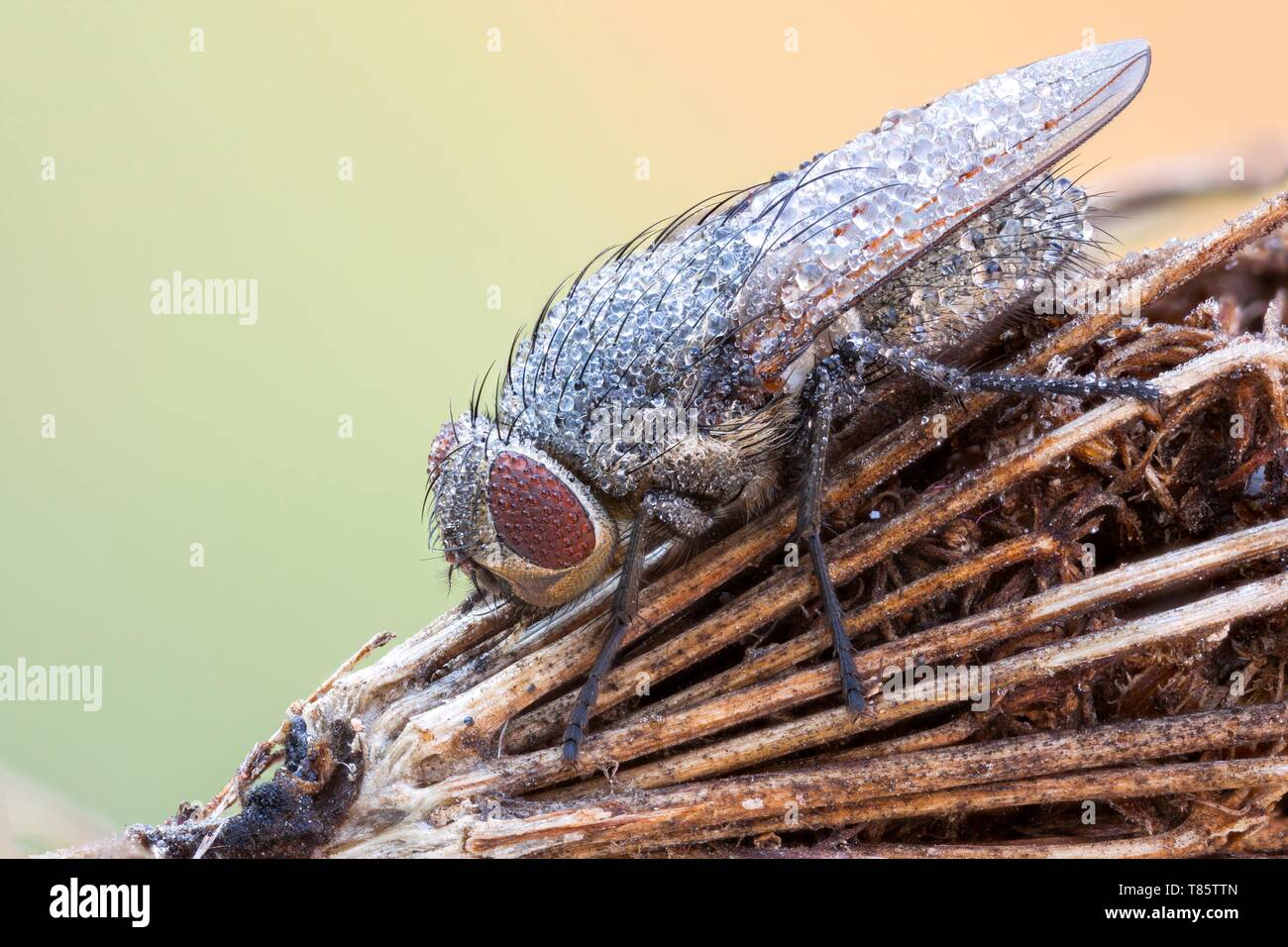 Cluster fly hi-res stock photography and images - Alamy