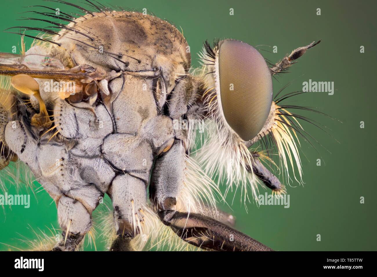 Robberfly lateral detail Stock Photo - Alamy