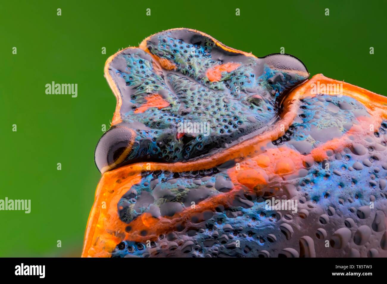 Zoology bug hi-res stock photography and images - Alamy