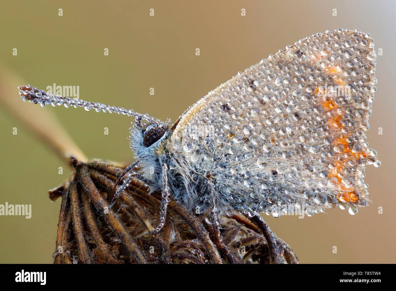 Small copper butterfly Stock Photo - Alamy