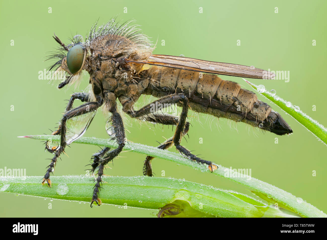 Robberfly hi-res stock photography and images - Alamy