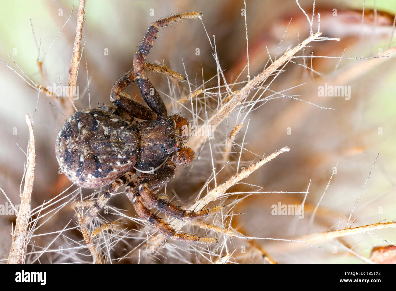 Bark crab spider Stock Photo - Alamy