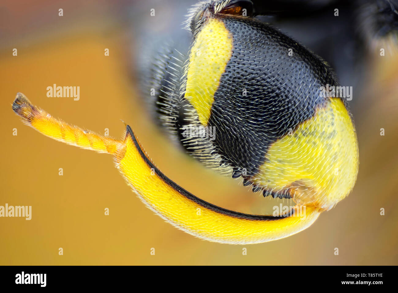 Brachymeria femorata hi-res stock photography and images - Alamy