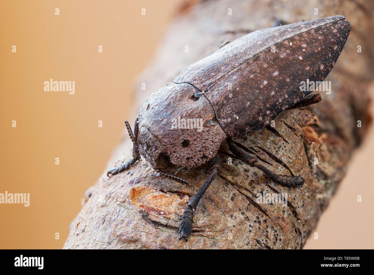 Wood boaring beetle Stock Photo - Alamy