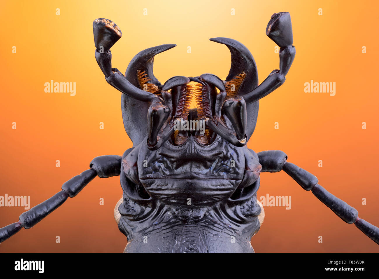 Procerus scabrosus hi-res stock photography and images - Alamy