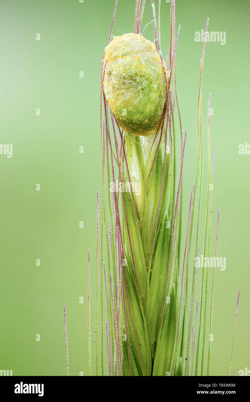 Cocoon grass hi-res stock photography and images - Alamy