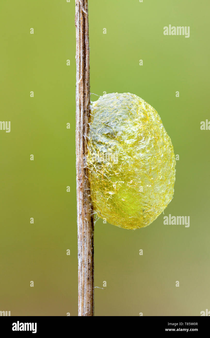Caterpillar cocoon hi-res stock photography and images - Alamy
