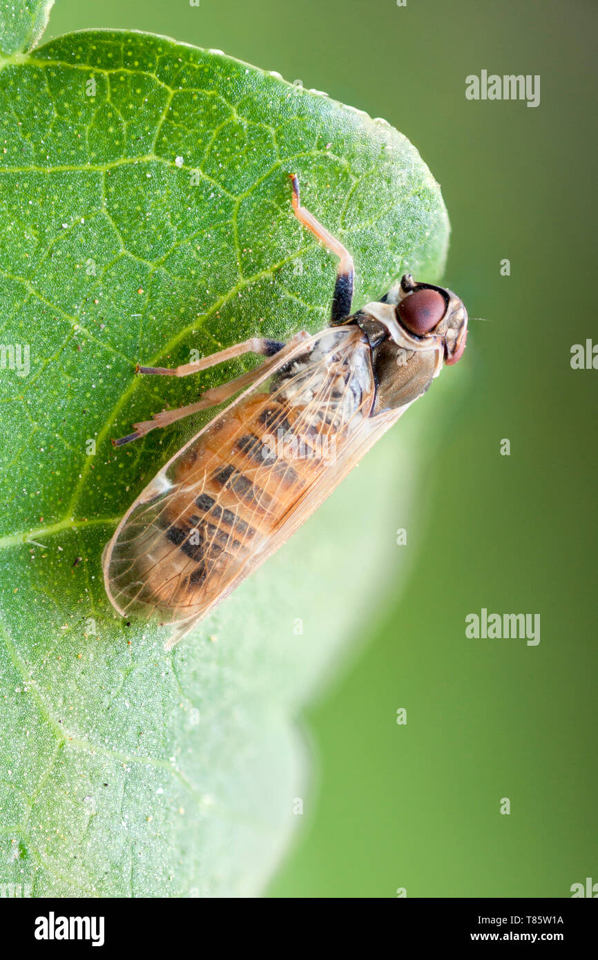 Leaf hopper hi-res stock photography and images - Alamy