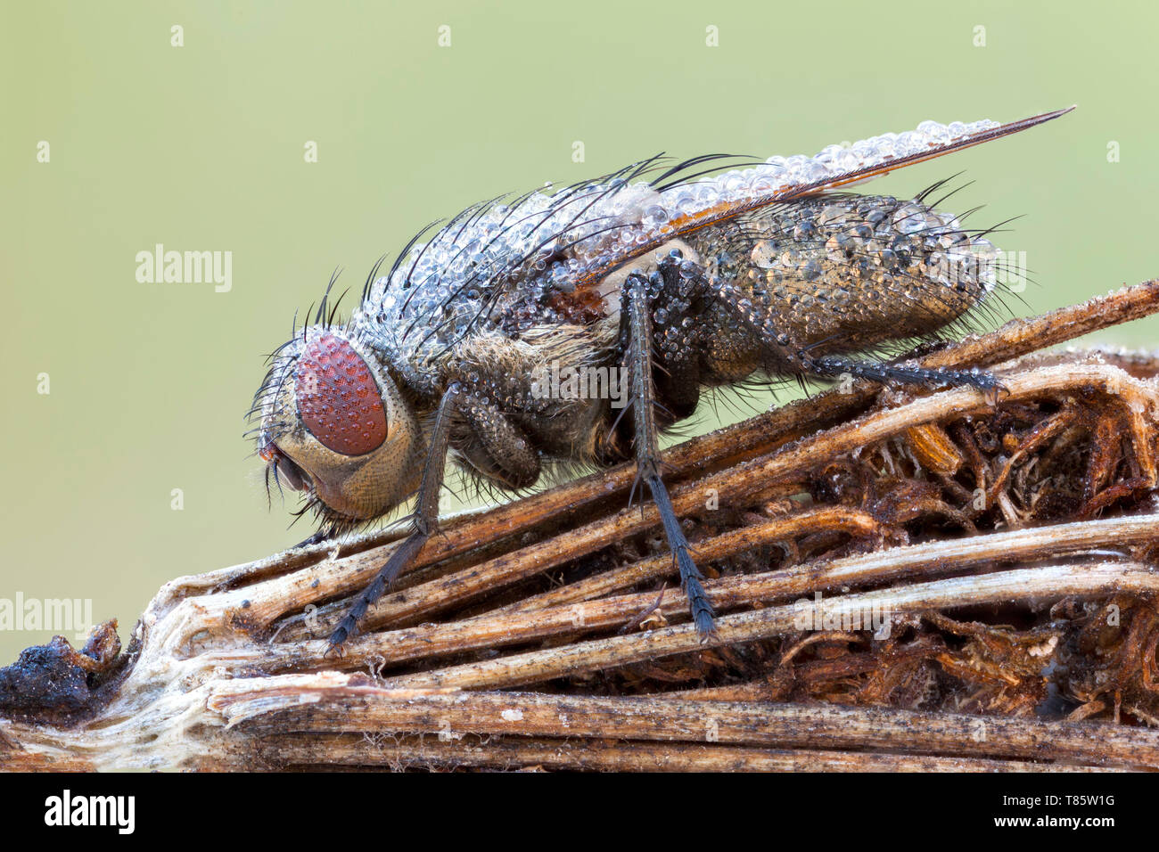 Cluster fly hi-res stock photography and images - Alamy