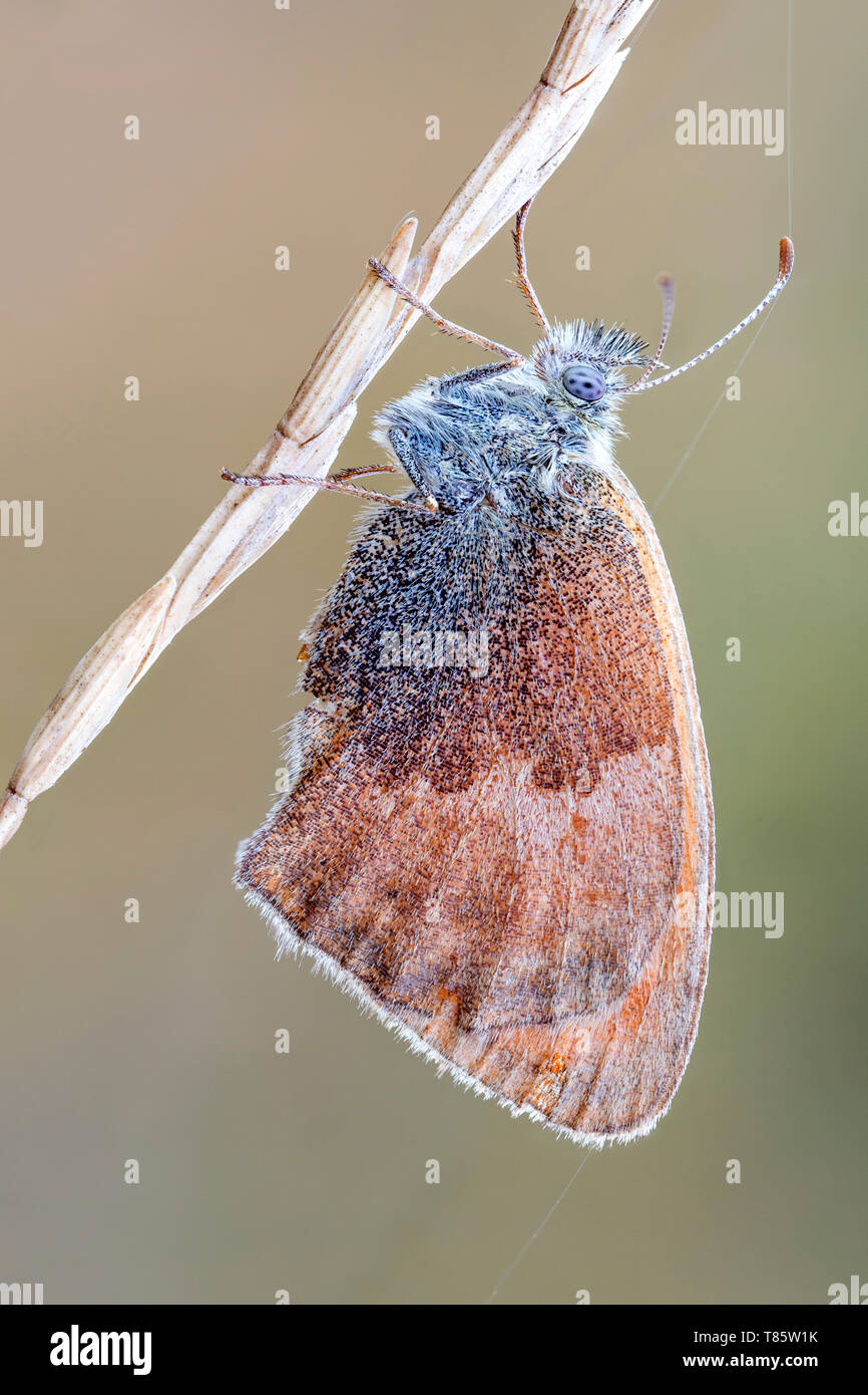 Heat butterfly hi-res stock photography and images - Alamy