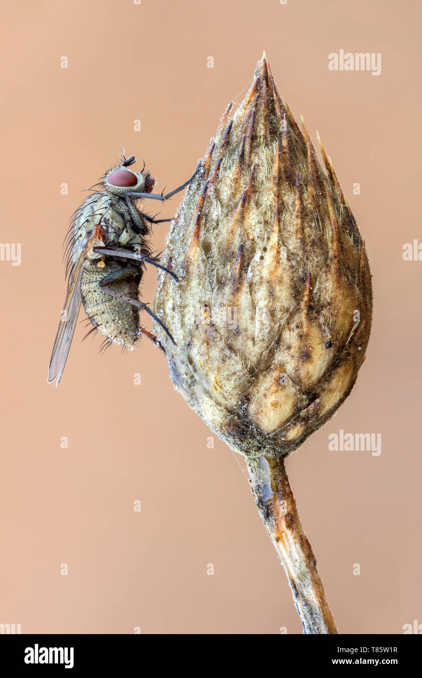 Tiger zoological hi-res stock photography and images - Alamy