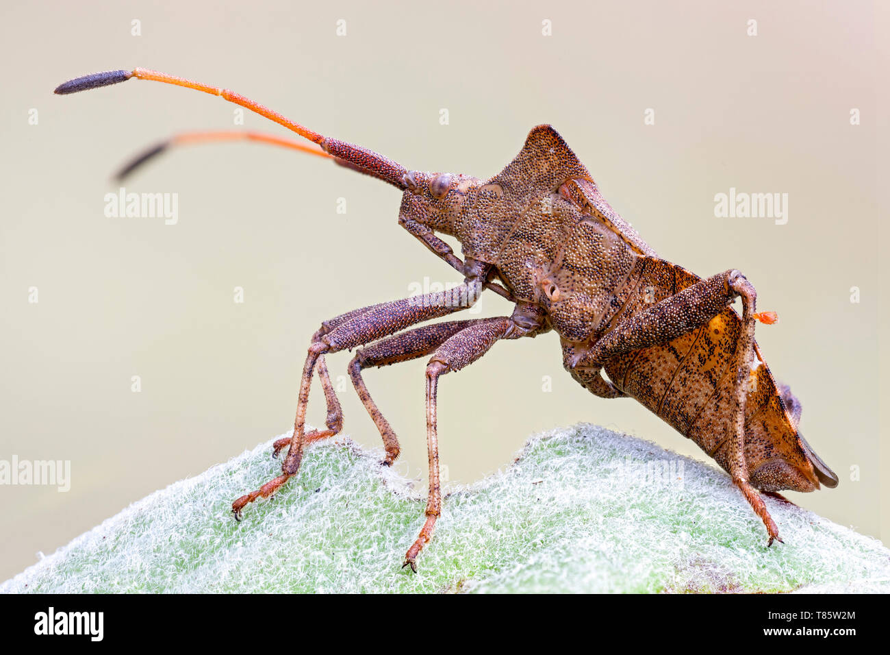 Zoology bug hi-res stock photography and images - Alamy