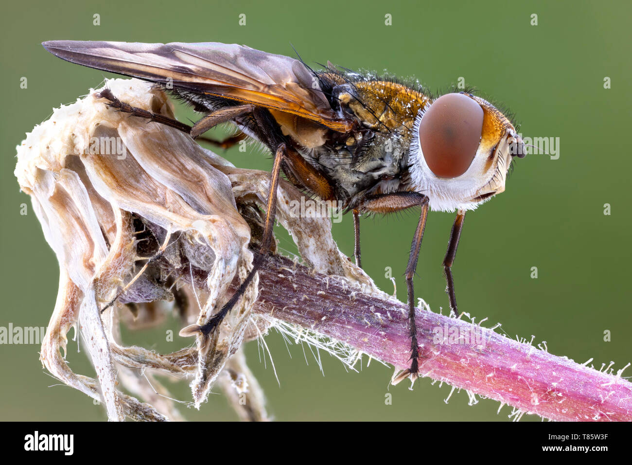 Tachinid fly hi-res stock photography and images - Alamy