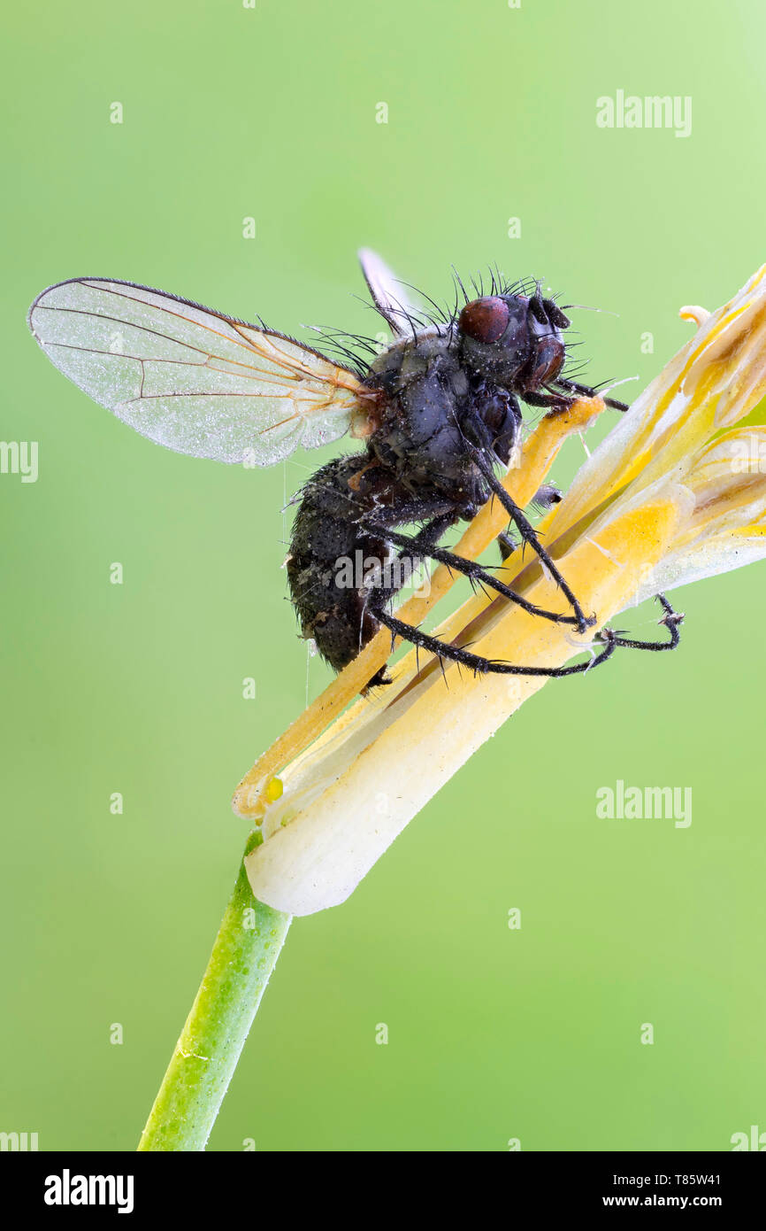 Entomopathogenic fungi hi-res stock photography and images - Alamy