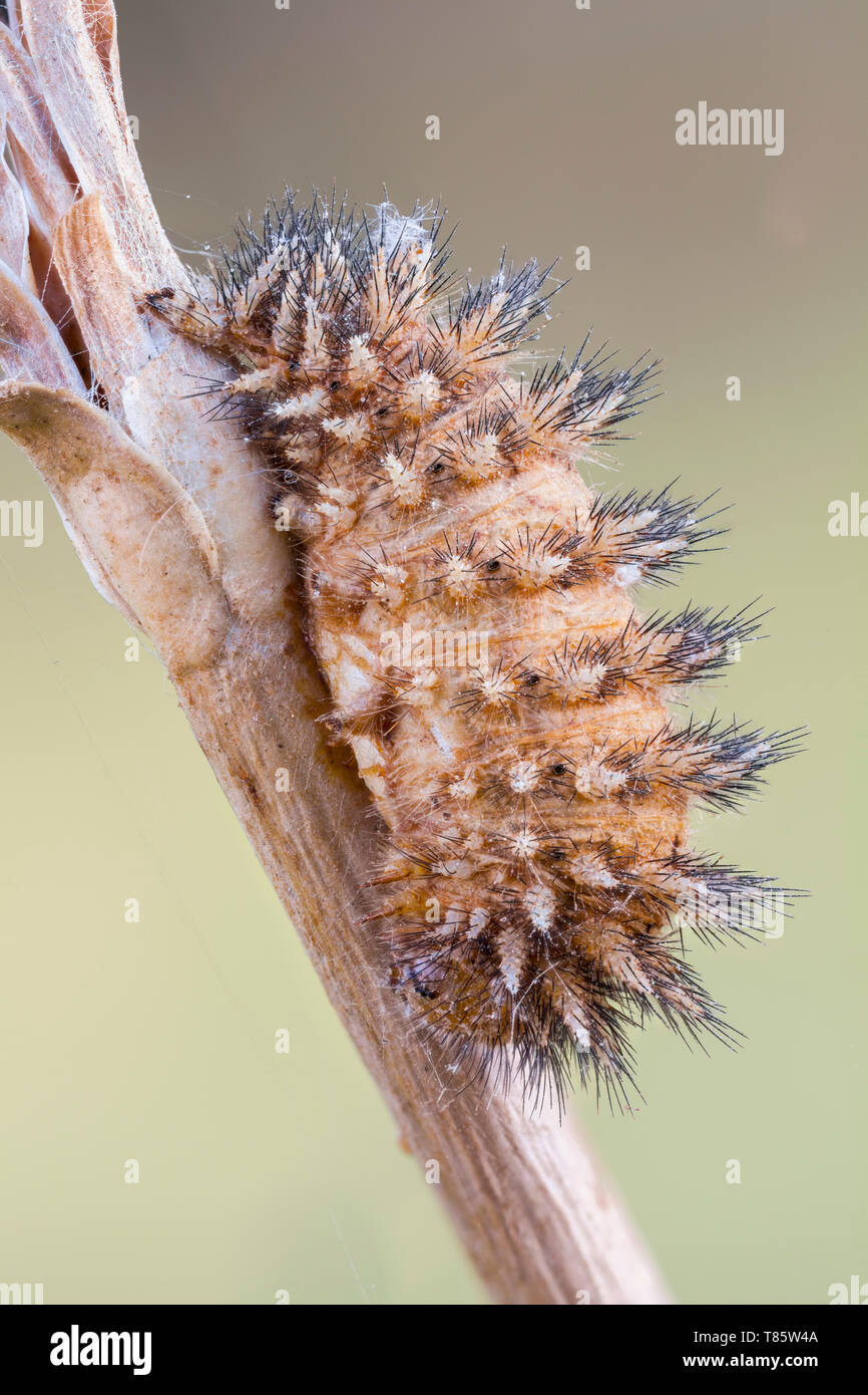 Caterpillar fungus hi-res stock photography and images - Alamy