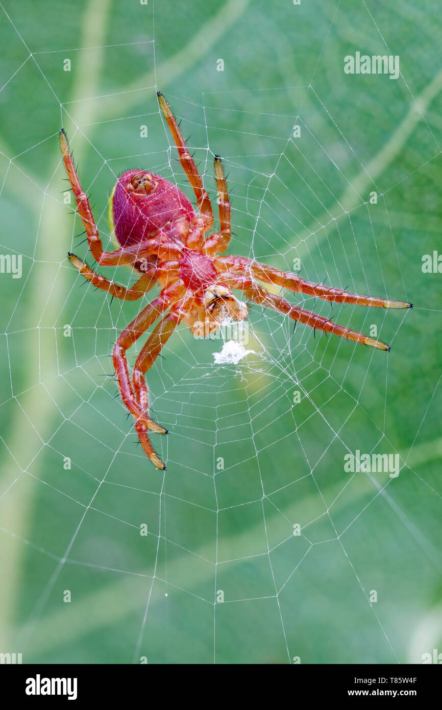 Giant Spider In Texas Shot