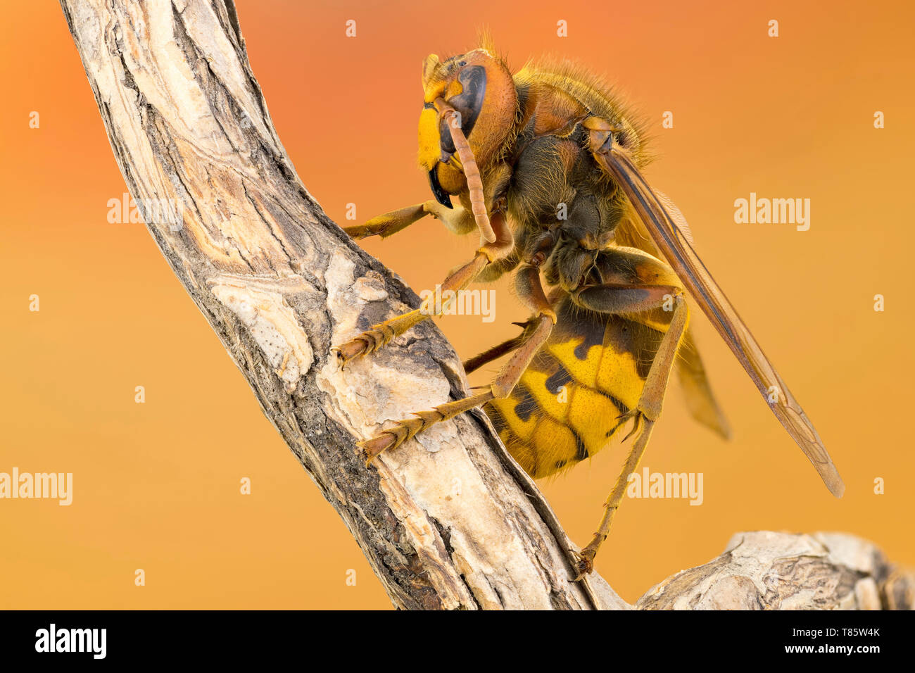 European hornet hi-res stock photography and images - Alamy