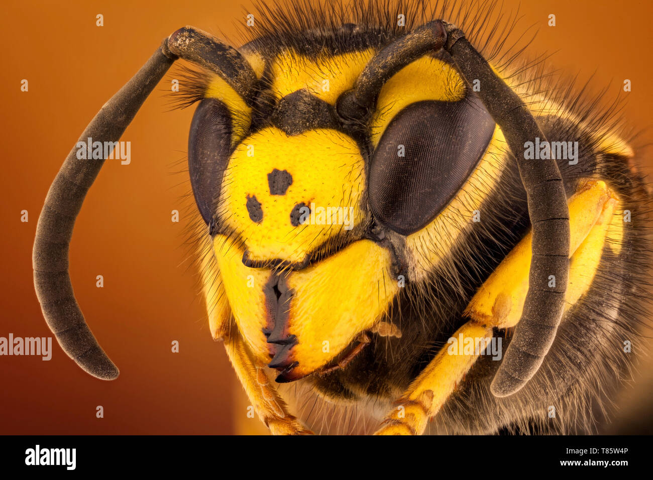 European wasp hi-res stock photography and images - Alamy