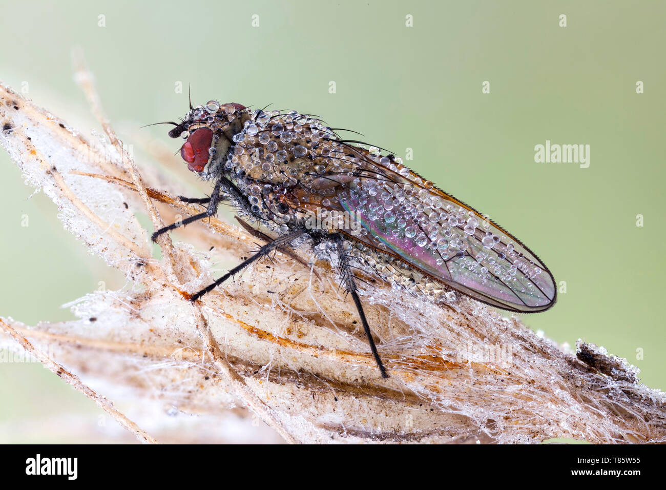 Fly covered with dew Stock Photo - Alamy