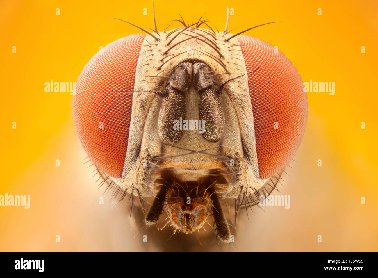 Head with compound eyes hi-res stock photography and images - Alamy