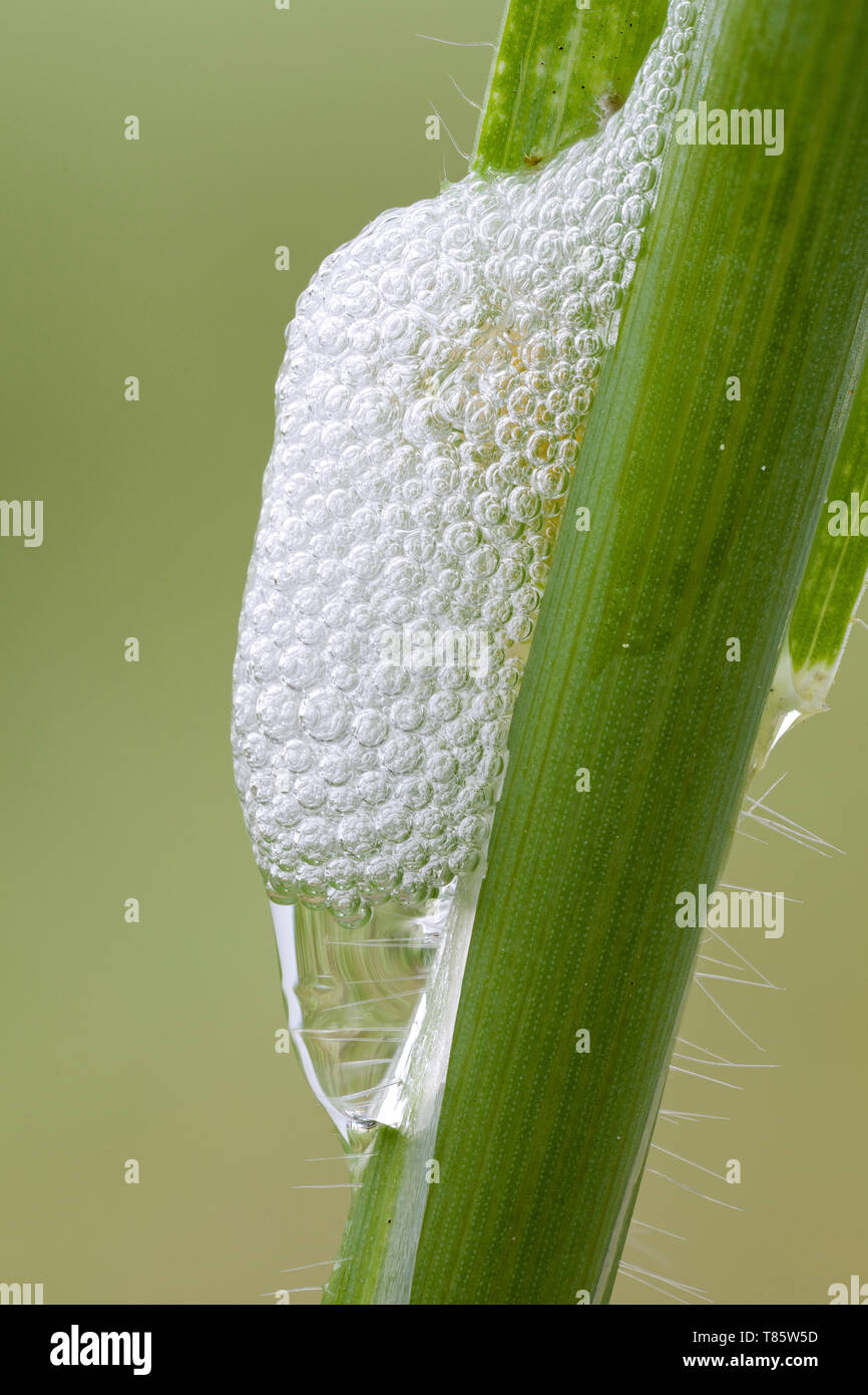 Froghopper nymph foam structure Stock Photo - Alamy