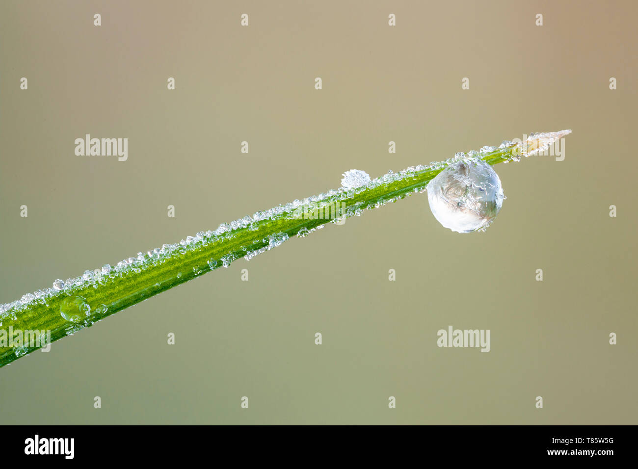 Frozen dew drop Stock Photo - Alamy