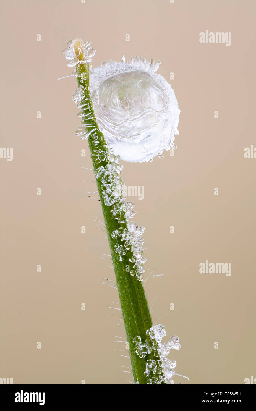 Blade grass in frozen hi-res stock photography and images - Alamy