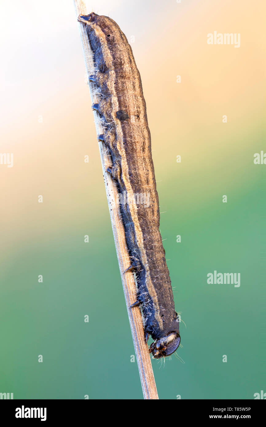 Caterpillar fungus hi-res stock photography and images - Alamy
