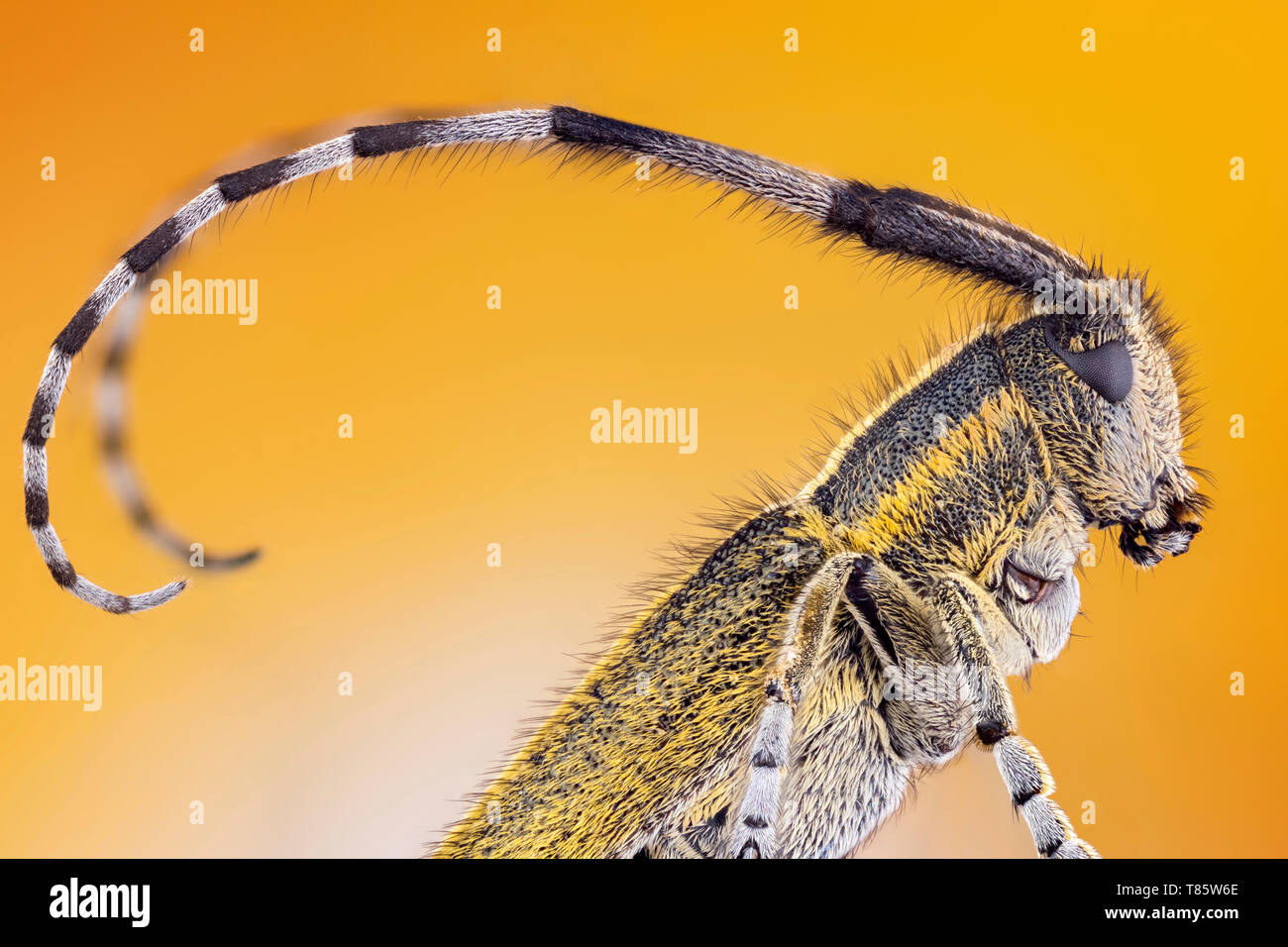 Golden bloomed grey longhorn beetle Stock Photo - Alamy