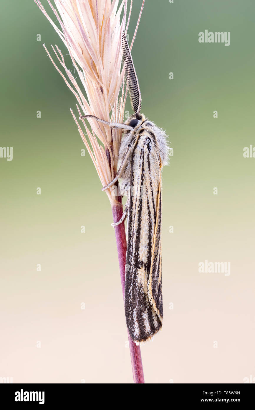 Grass and moth hi-res stock photography and images - Alamy
