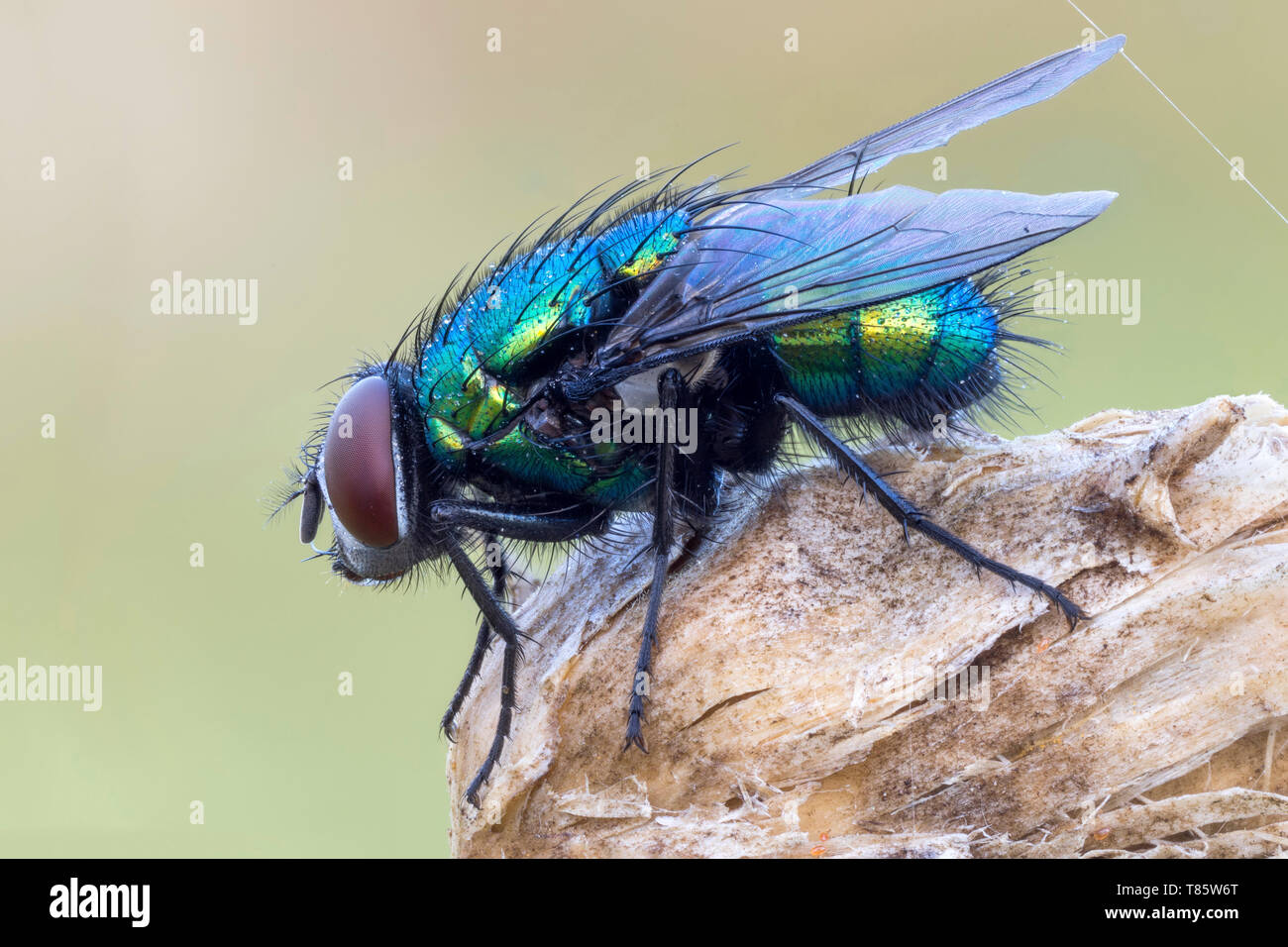 Green bottle fly Stock Photo - Alamy