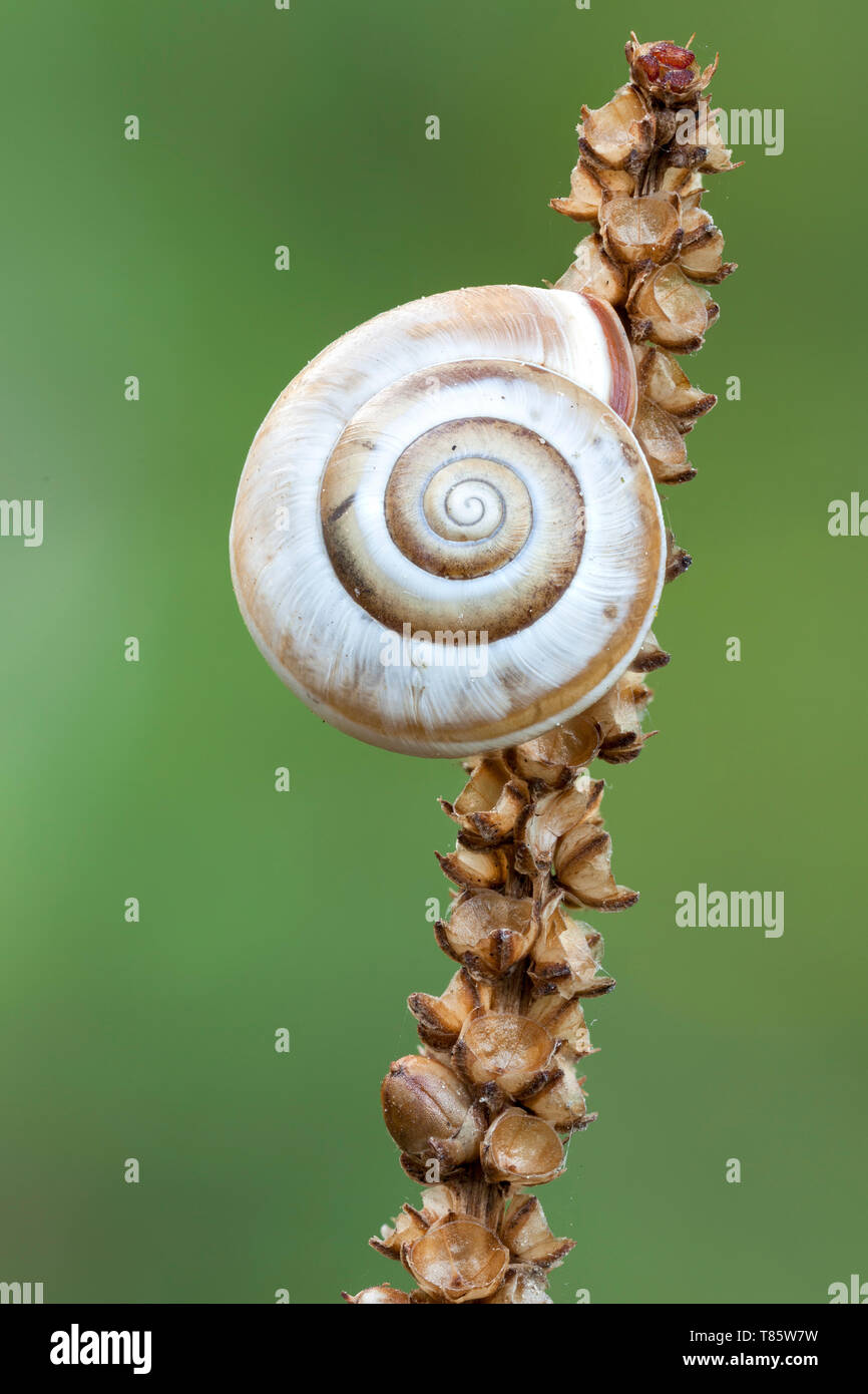 Ground snail hi-res stock photography and images - Alamy