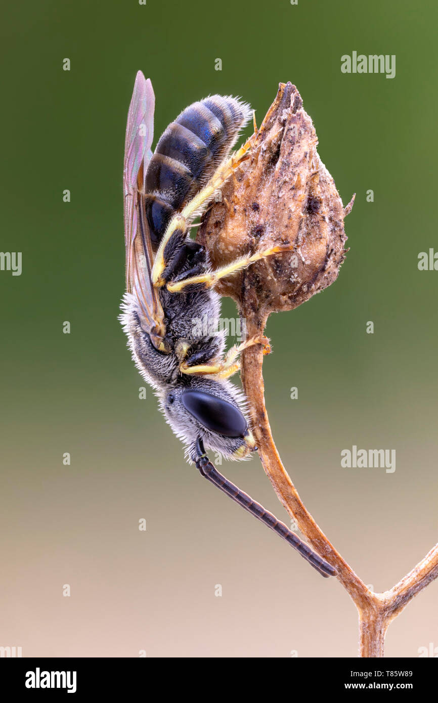 Halictid hi-res stock photography and images - Alamy