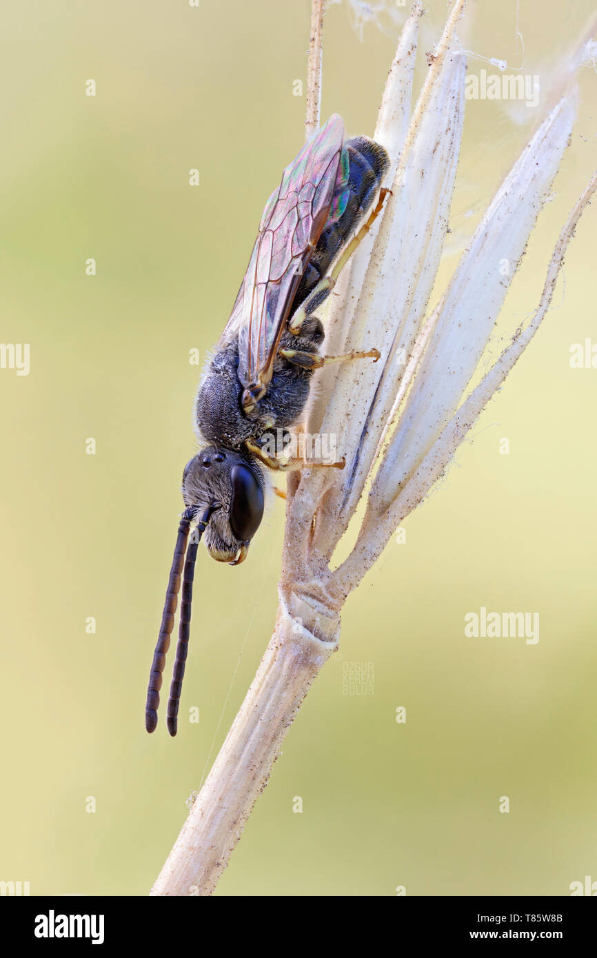 Halictid bee hi-res stock photography and images - Alamy