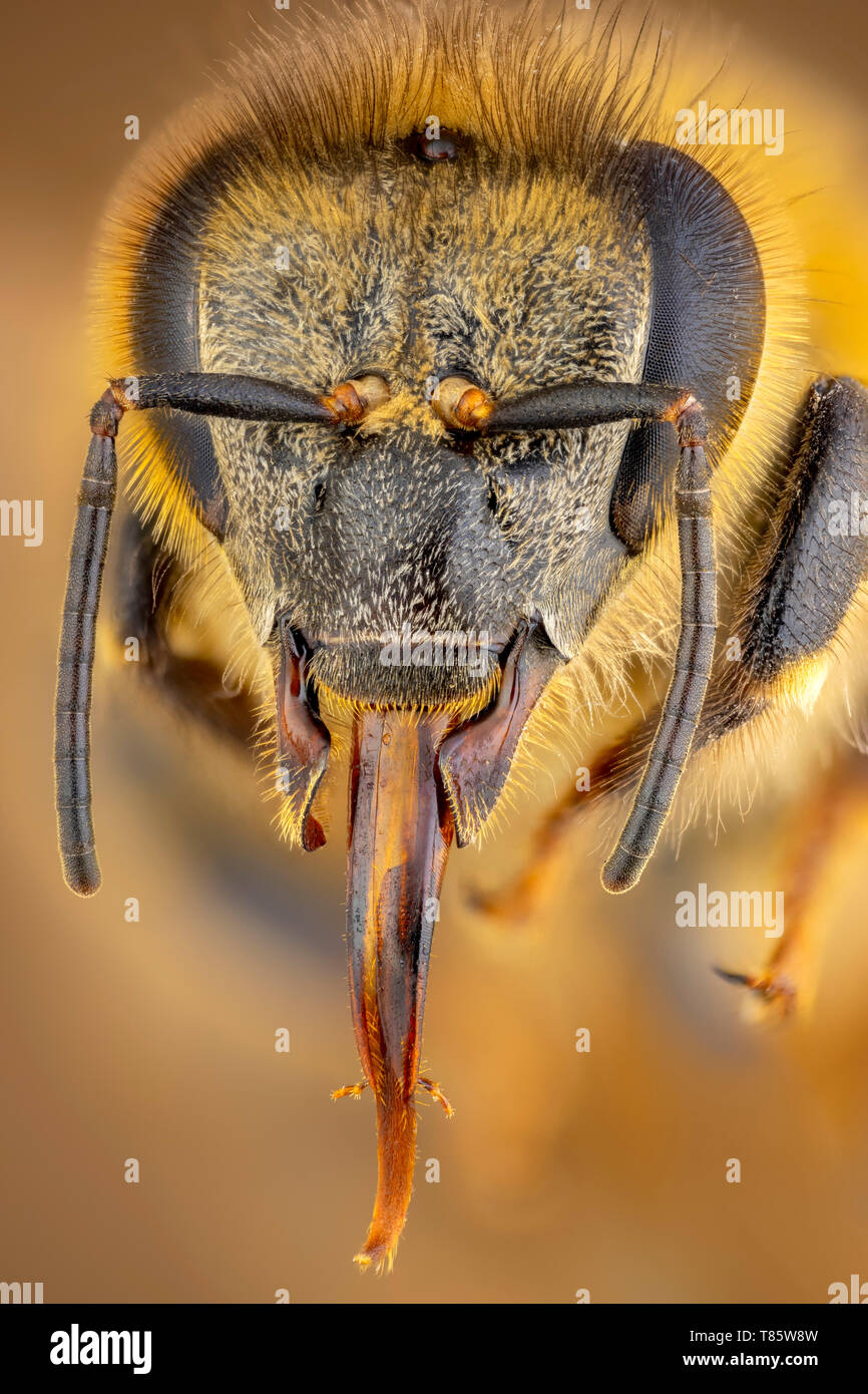 Honey bee head Stock Photo - Alamy