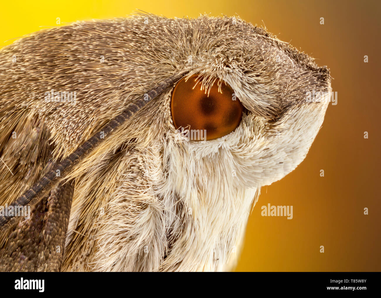 Hummingbird hawk moth Stock Photo - Alamy