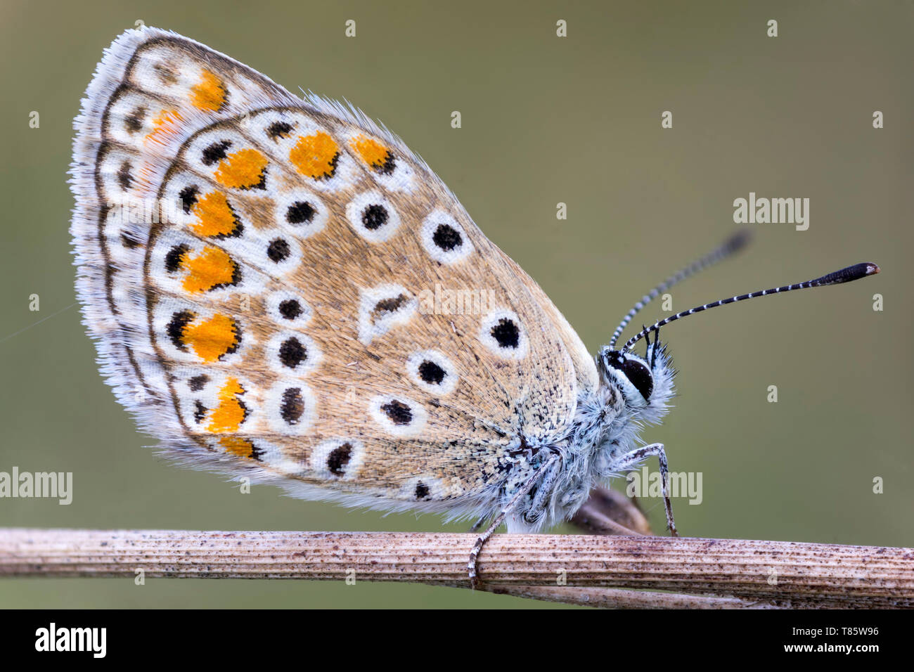 Idas blue butterfly hi-res stock photography and images - Alamy