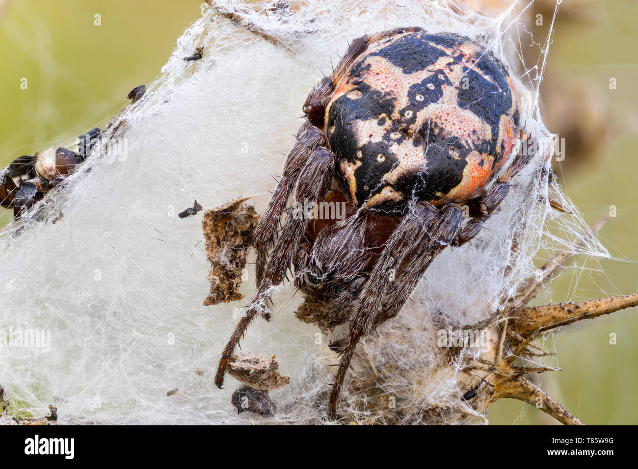 Orb weaver spider Stock Photo - Alamy