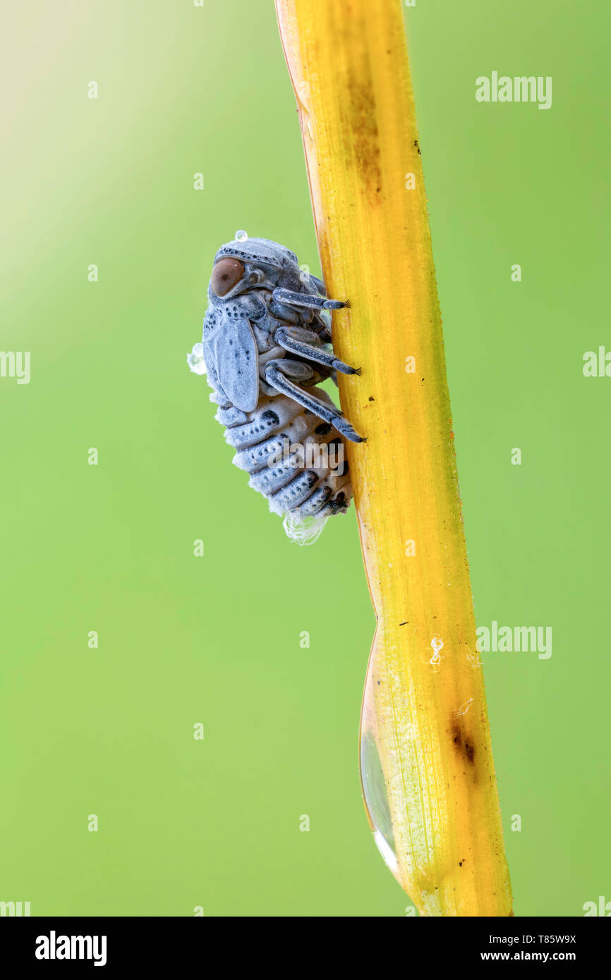 Honey Locust Leafhopper Eggs