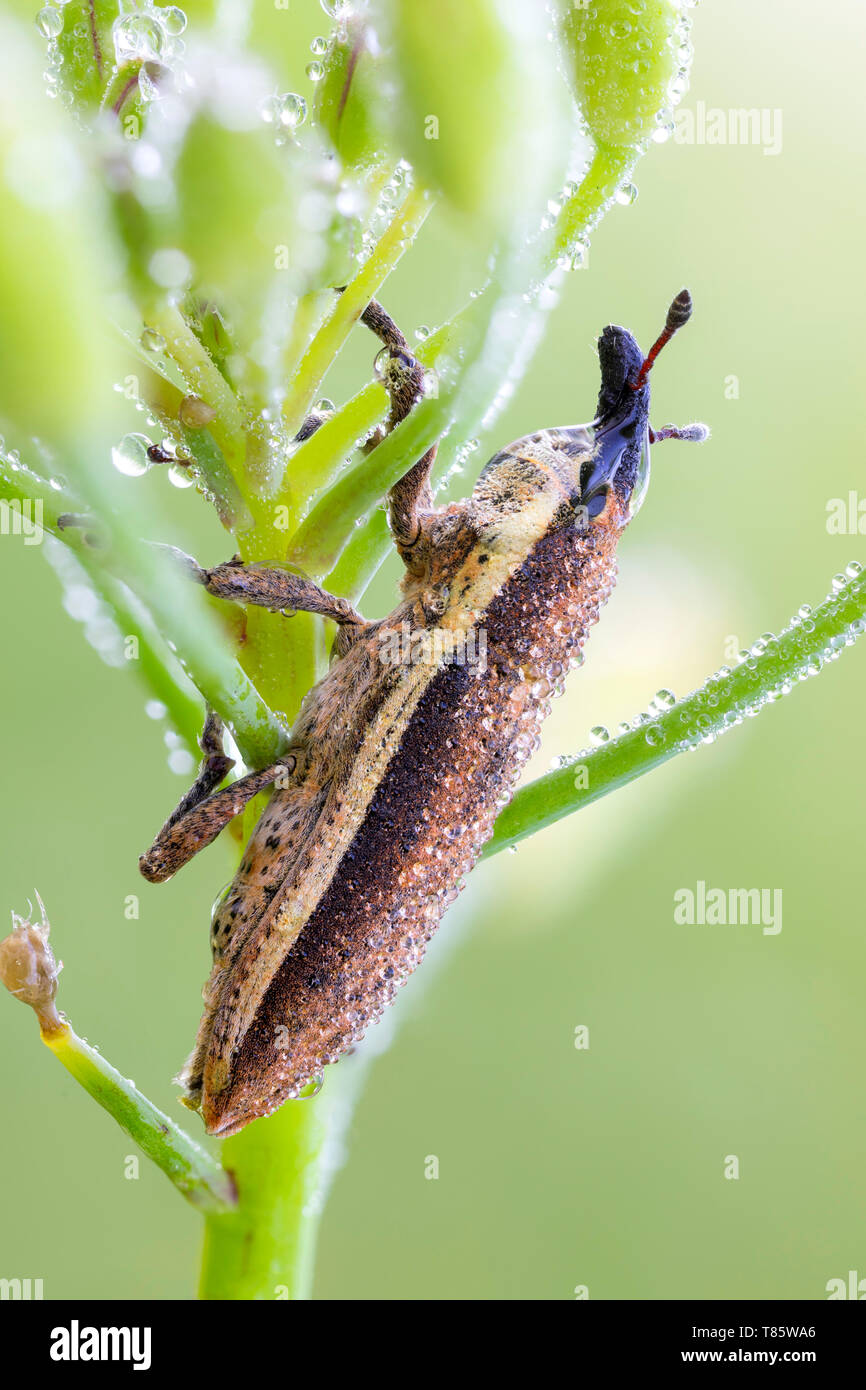 Lixus junci hi-res stock photography and images - Alamy