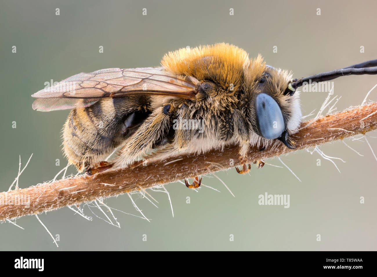 Long horned bee Stock Photo - Alamy
