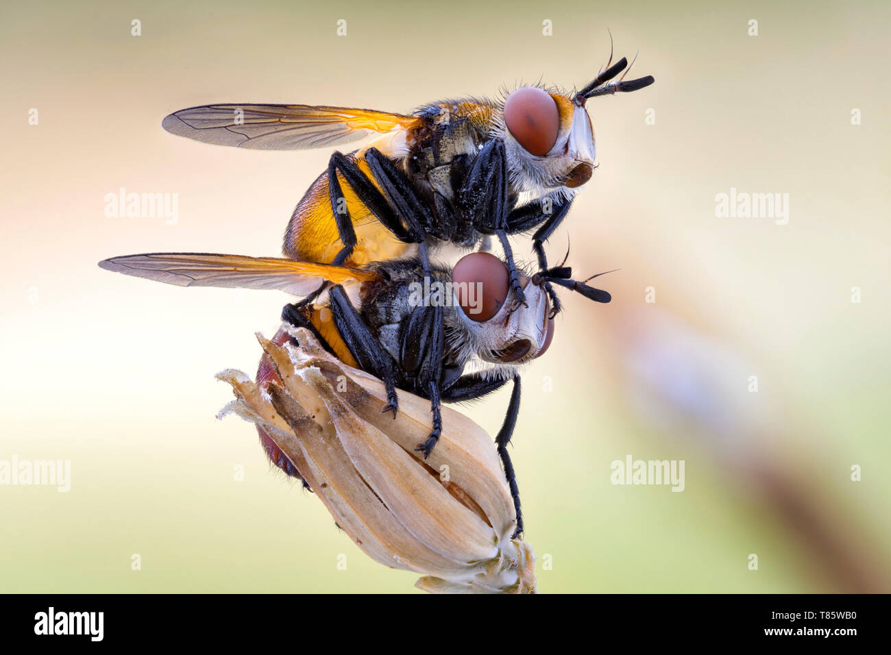 Mating reproduction hi-res stock photography and images - Alamy