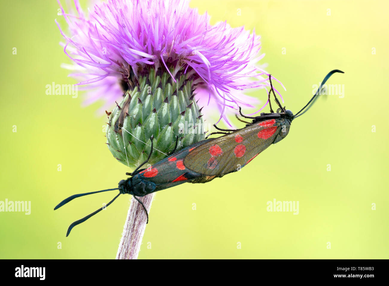 Mating six spot burnet moths Stock Photo - Alamy