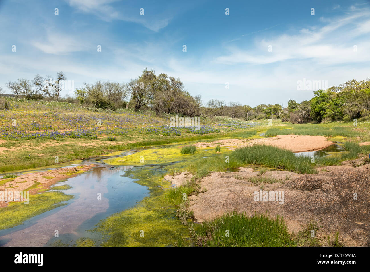 Texas white bonnet hi-res stock photography and images - Alamy