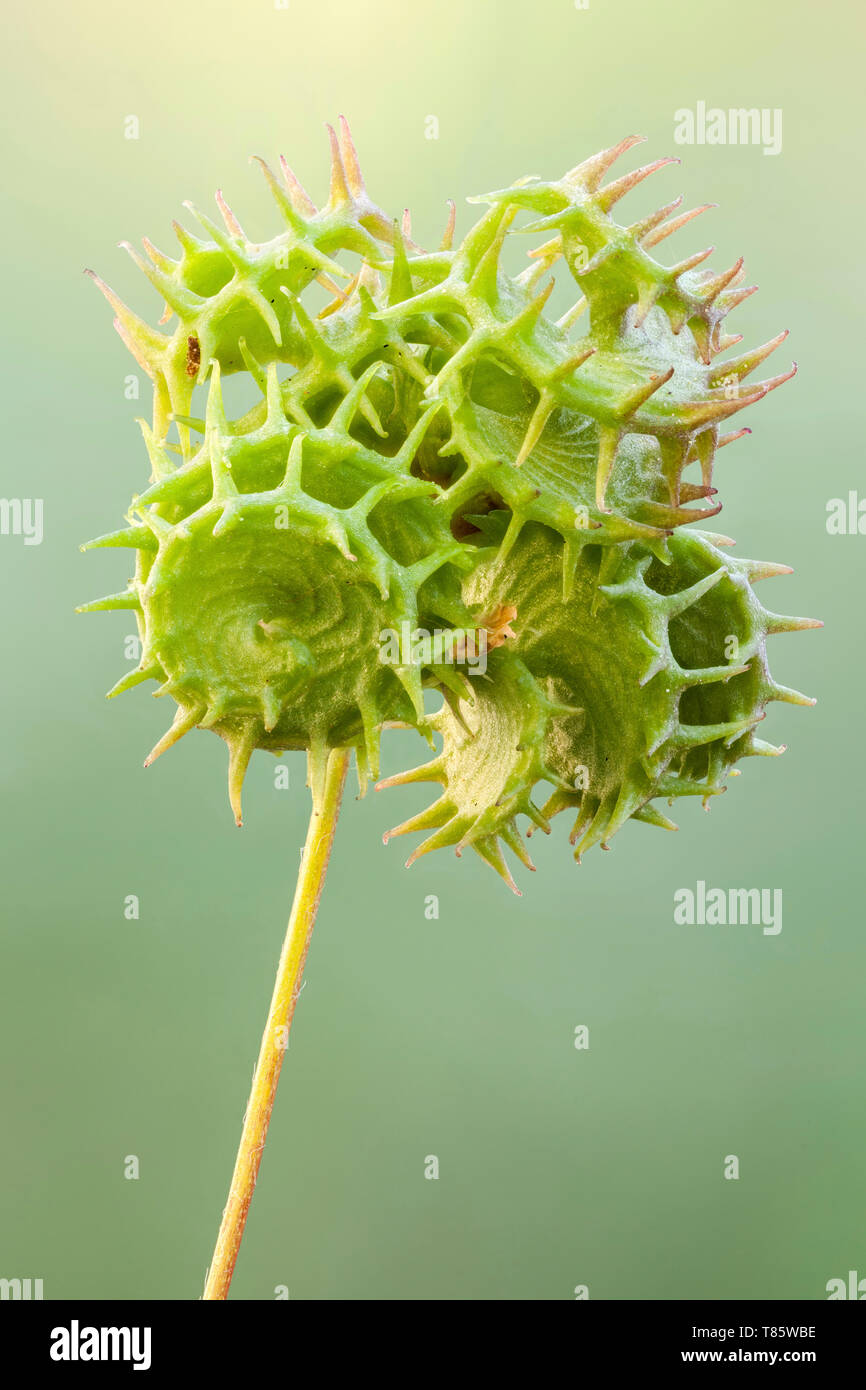 Medicago polymorpha plant Stock Photo - Alamy