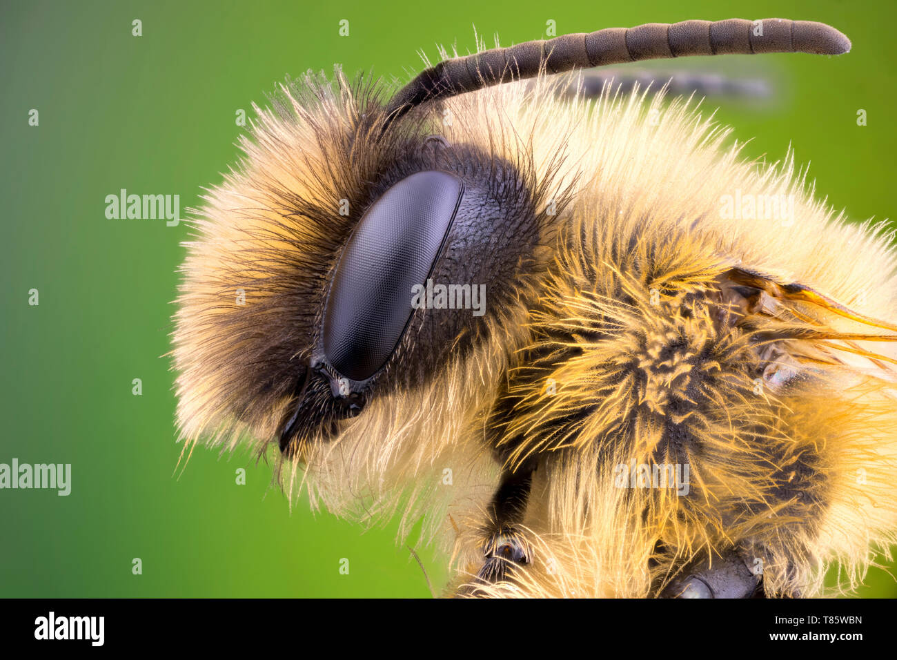 Mining bee head Stock Photo - Alamy