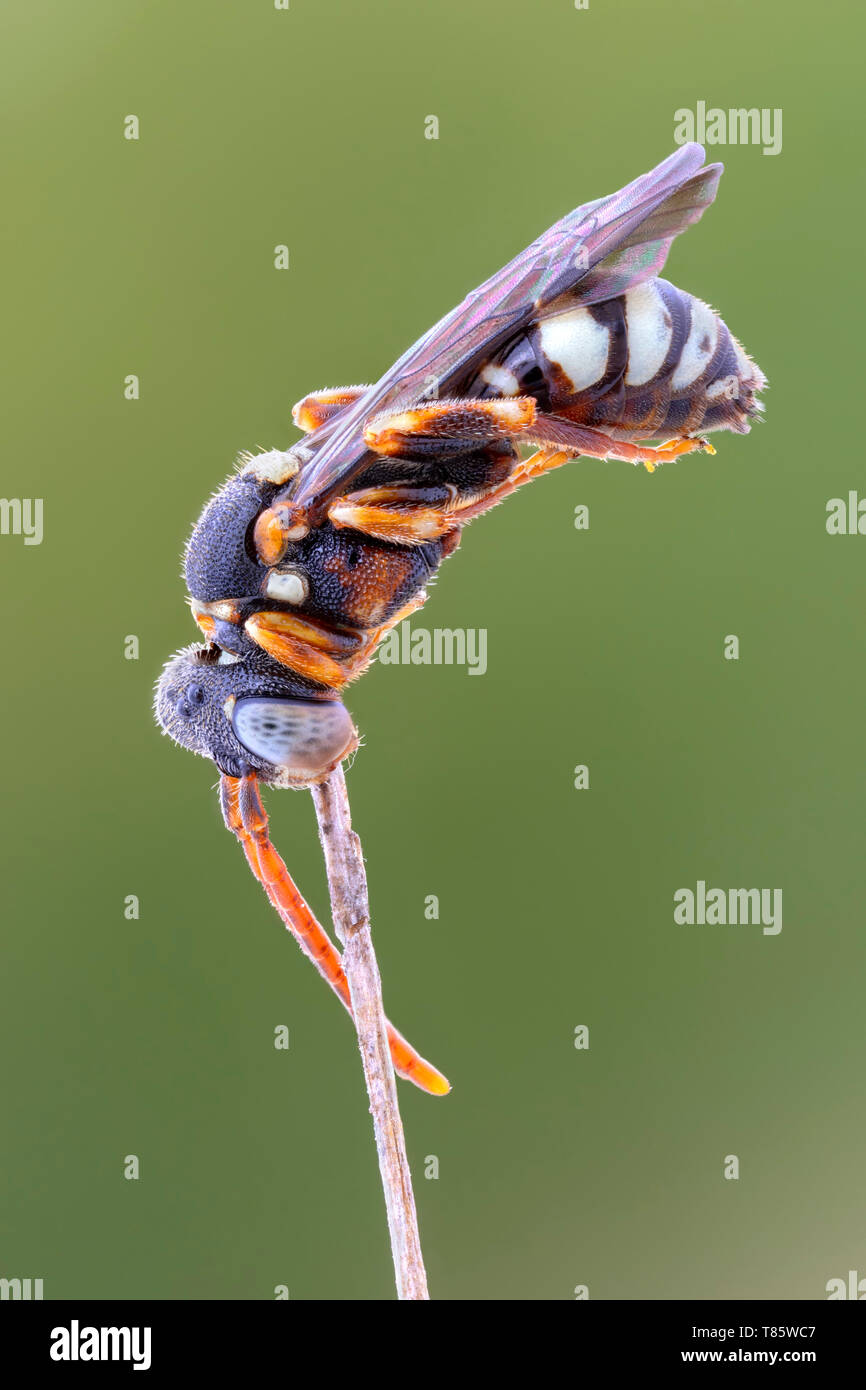 Nomada texana hi-res stock photography and images - Alamy