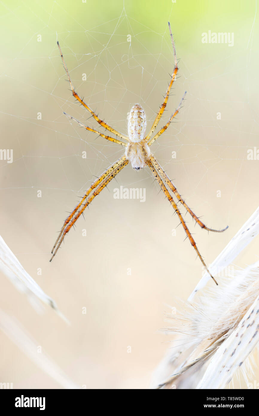 Orb weaver spider web hi-res stock photography and images - Alamy