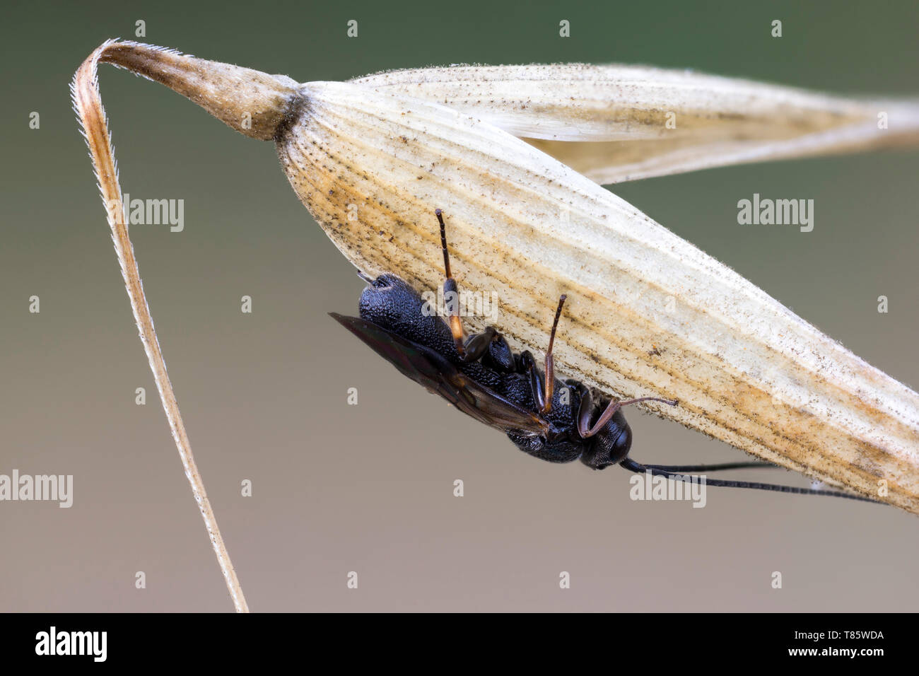 Parasitic wasp hi-res stock photography and images - Alamy