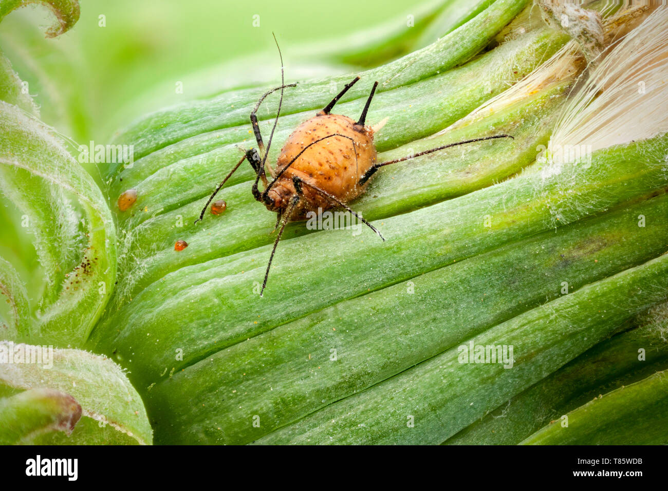 Aphid infected by parasitic wasp Stock Photo - Alamy